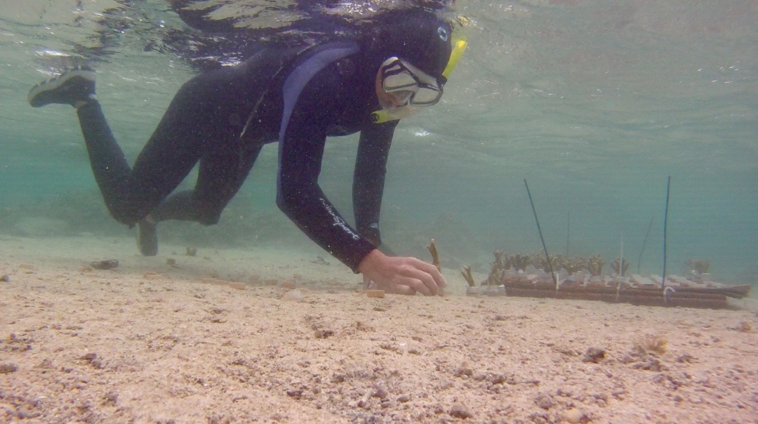 Cody Clements and Tim Fegel win the #ESA2016 Buell and Braun student ...