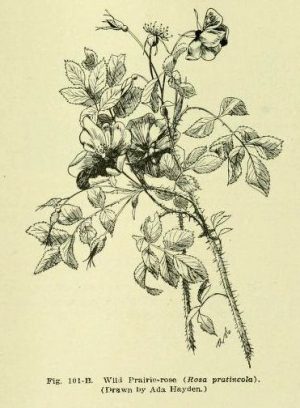 Ada Hayden, Preserving Iowa’s Prairies – History Committee | Ecological ...