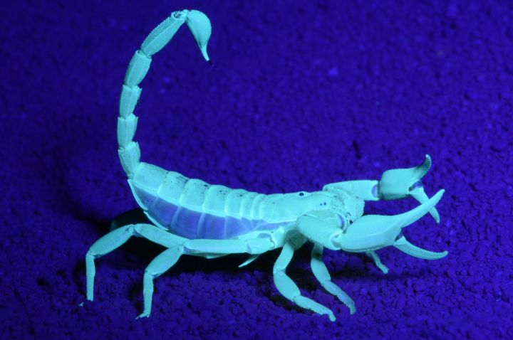 Scorpions a clue to restoring ecosystems – Ecological Society of America