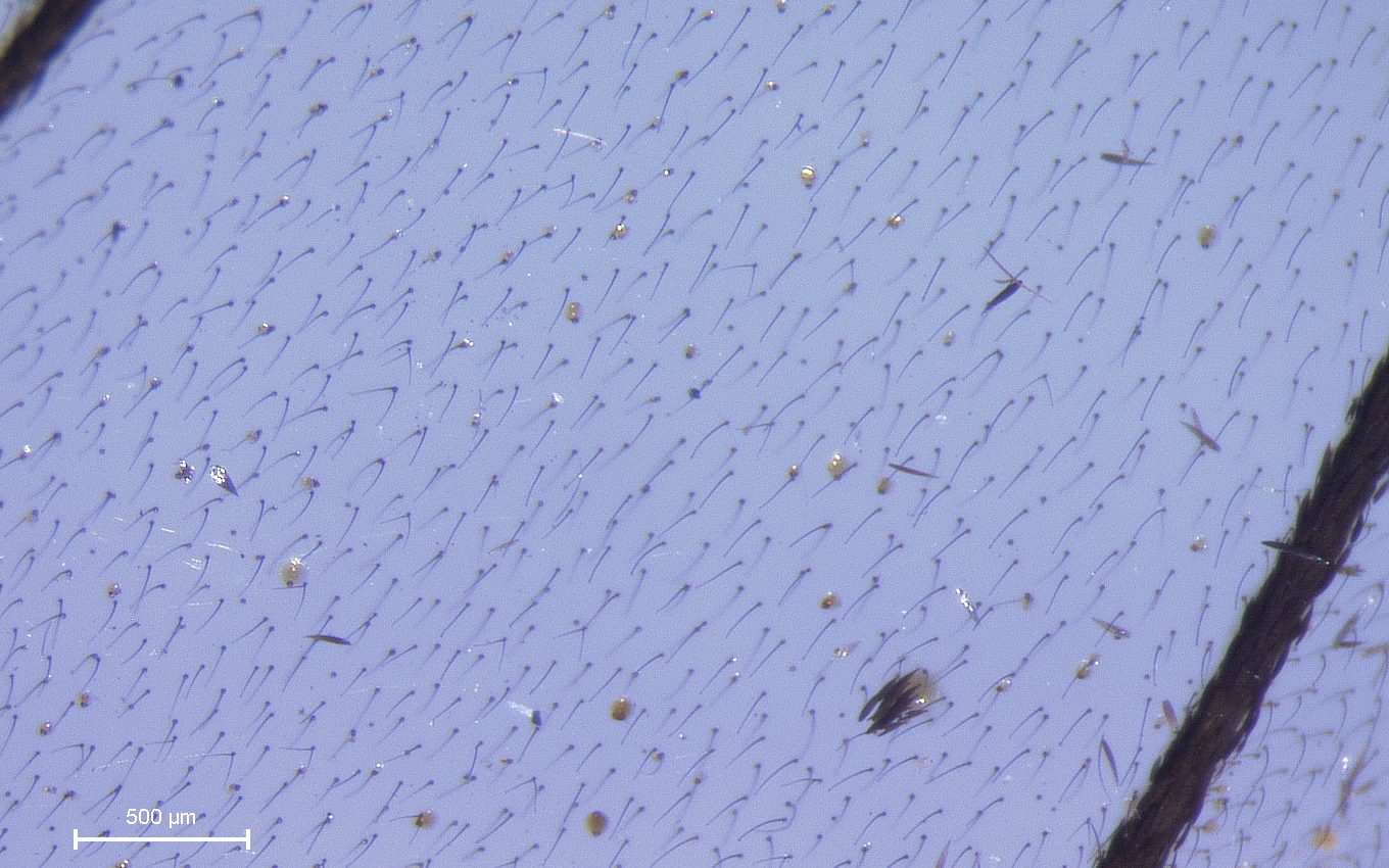 Crystal clear: Lepidopterans have many ways of being transparent ...