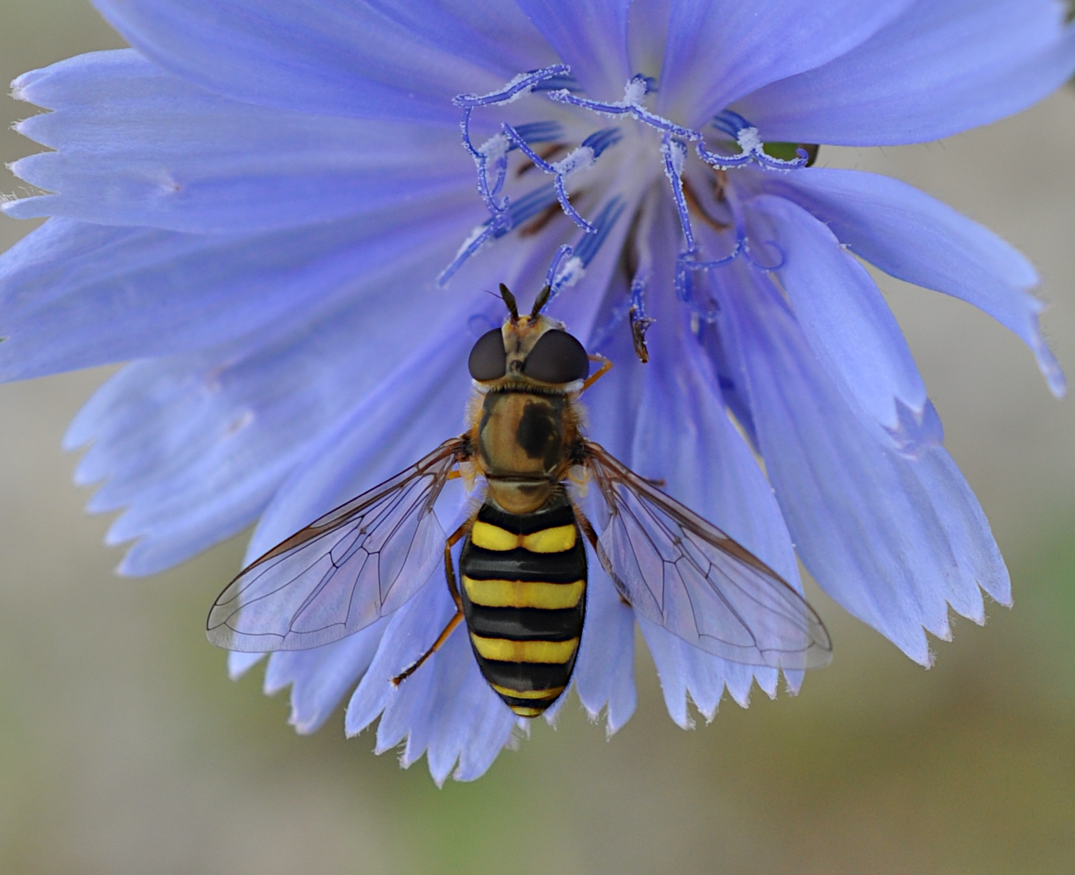 High-flying hover flies: entomologists report for the first time that ...