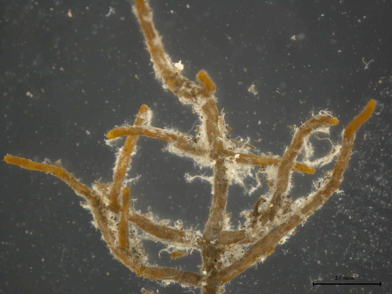 November research news from the Ecological Society of America ...
